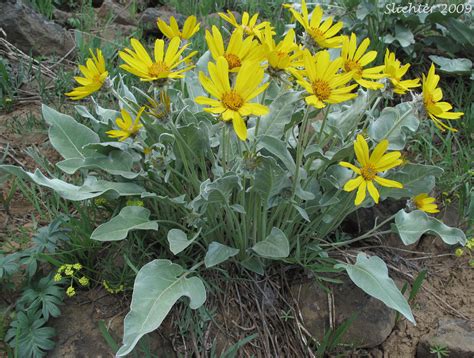 Arrowleaf Balsamroot Arrow Leaf Baslamroot Balsamorhiza Sagittata