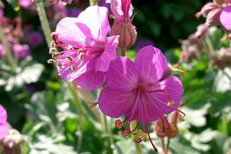 Geranium Macrorrhizum Bevans Variety Cranesbill