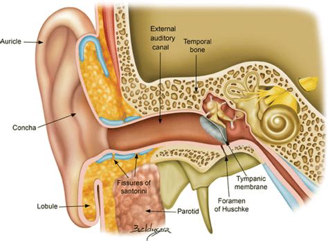 Imaging The External Ear Practical Approach To Normal And Pathologic