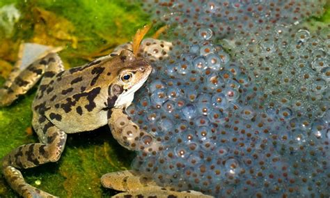 5 Proses Daur Hidup Katak Dan Penjelasannya Kamu Harus Tahu