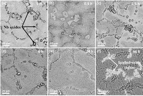Sem Bse Micrographs Exhibiting Surface Oxide Structures Of The Alloy