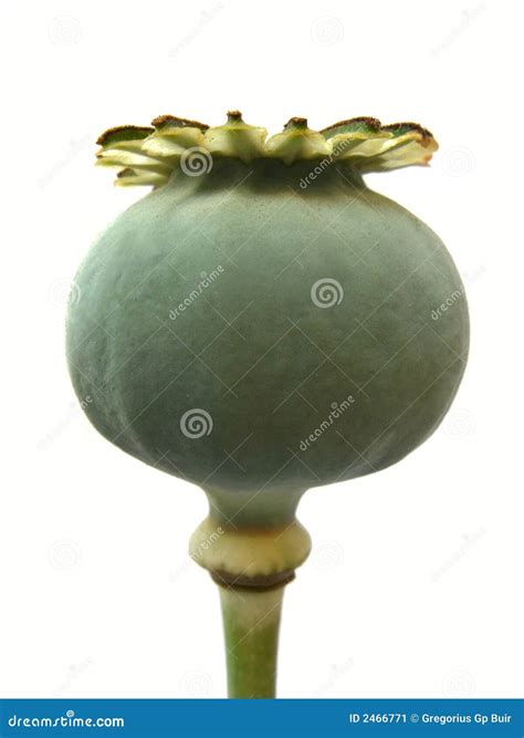 Poppy Close Up Stock Image Image Of Garden Poppy Codeine 2466771