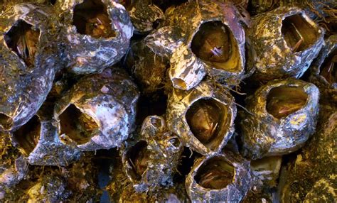 Retorna A Carelmapu El Festival Del Picoroco Y Cochayuyo Diario