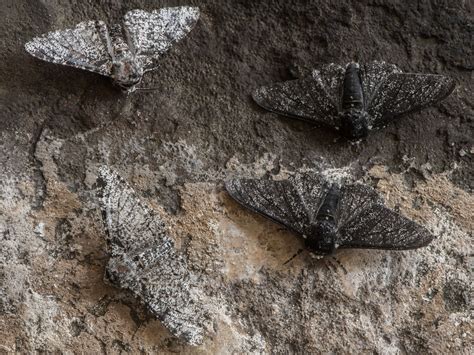 Reclaiming The Peppered Moth