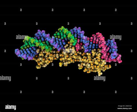 Excisionase Complexed With Dna Deoxyribonucleic Acid Computer Model Showing The Structure Of