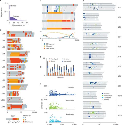 In Depth Haplotype Analysis Of The Tetraploid Genome A Snp Density As Download Scientific