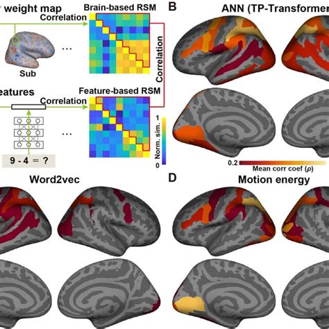Similar Brain Representations In The Sparse Operator And Latent Ann