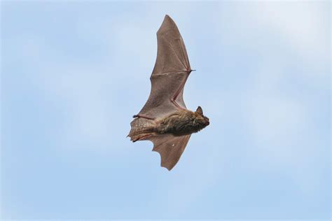 Bats And Bones [10 22 23]