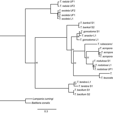 Bayesian Tree Generated From Nuclear And Mitochondrial Sequence Data