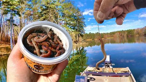 A Simple Way To Catch Crappie With Live Worms Artofit A Simple Way To Catch Crappie With Live Worms Artofit