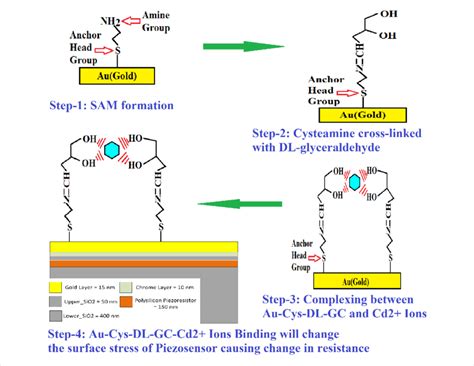 Process Flow Of Biosensor For Selective Detection Of Cdii Ions Download Scientific Diagram