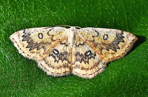 Motcha Motcombe Dorset Butterflies