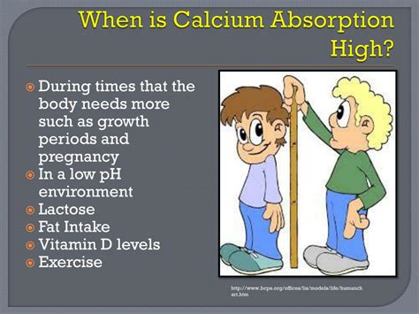 Ppt Calcium Powerpoint Presentation Free Download Id 3176614
