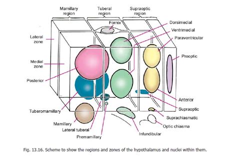 Hypothalamic Nuclei