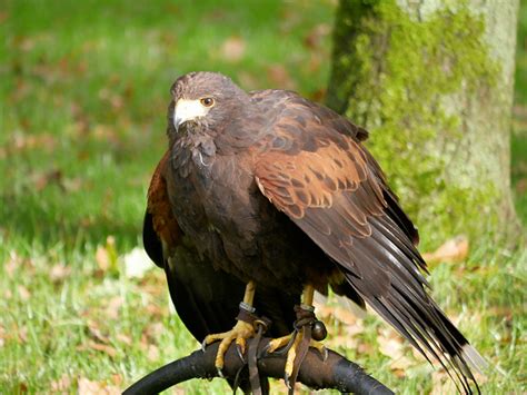 Harris Hawk On A Bow Perch At The © David Dixon Geograph Britain