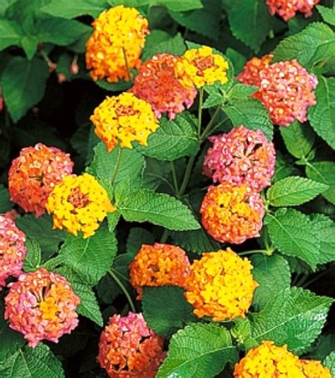 Lantana Camara Miss Huffs The Plant Firm