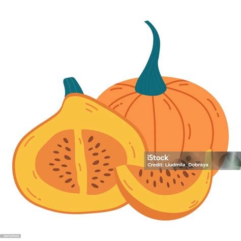 씨앗을 곁들인 잘 익은 호박의 전체 절반 및 조각 손으로 호박 구성 벡터 그림을 그립니다 안녕하세요 가을 가을 시즌 10월에 대한 스톡 벡터 아트 및 기타 이미지 Istock