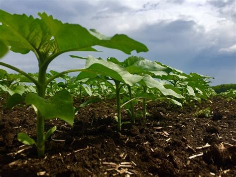 Разкрита е биологията на слънчогледите Nuseed Bulgaria