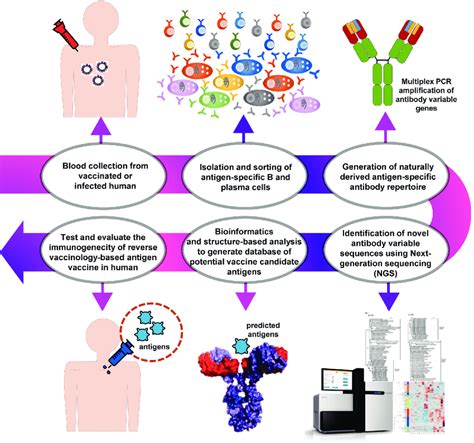 Use Of Reverse Vaccinology Tools In Vaccine Design The Workflow Of Download Scientific Diagram