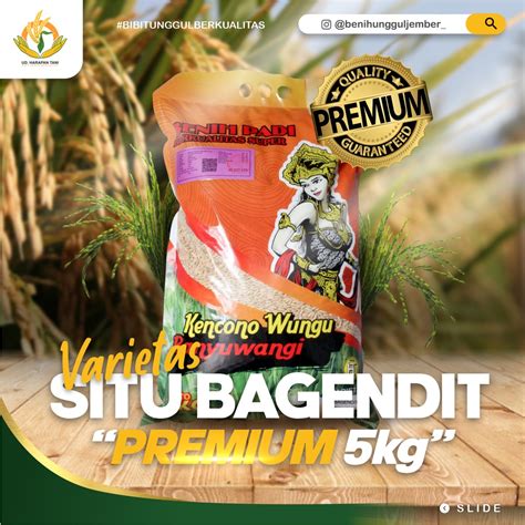 Jual Benih Padi Unggul Varietas Situbagendit Situbagendit Benih Padi Premium Situbagendit