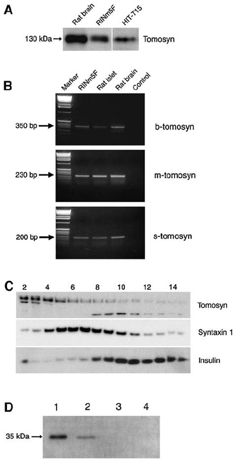 Tomosyn Protein And Mrna Are Present And Associate With Syntaxin 1 In ␤ Download Scientific