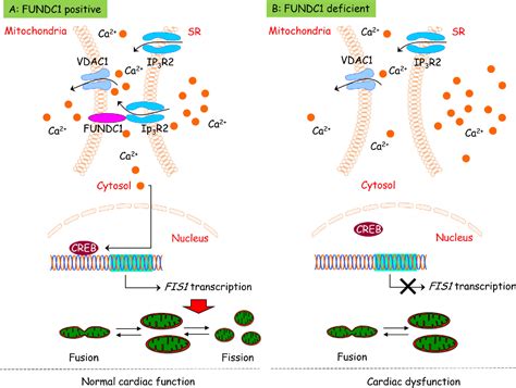 Figure 3 From Mitochondria Associated Endoplasmic Reticulum Membranes