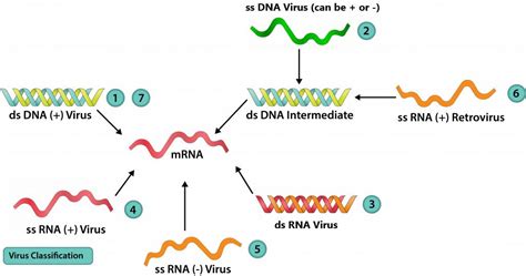 the viruses general microbiology
