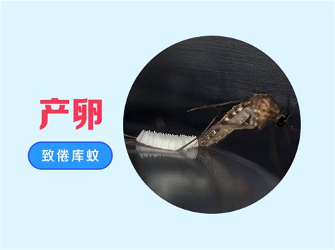 蚊子从交配 吸血 产卵全流程图及视频详解 知乎