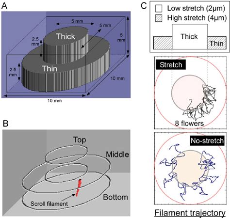 Three Dimensional Numerical Simulation According To A Human Persistent Download High