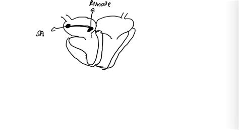Subendocardial Conducting Network