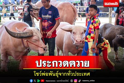 ข่าว Like สาระ ร้อยเอ็ดประกวดควายไทยสวยงามชิงถ้วยพระราชทาน พร้อมโชว์พ่อพันธุ์ทั่วประเทศ