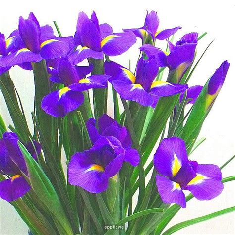 수채화 그림 보라색 꽃과 노란색 중심