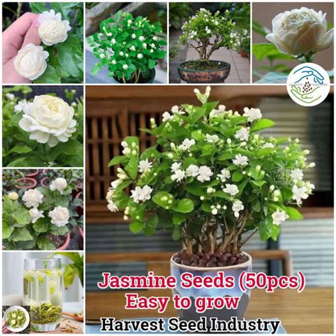 ปลูกง่ายปลูกได้ทั่วไทย 50เมล็ด บอนสี เมล็ดพันธุ์ ต้นมะลิ Jasmine Flower Seeds เมล็ดจัสมิน สามารถ