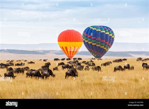 View Of Two Hot Air Balloons Rising Over A Herd Of Blue Wildebeest