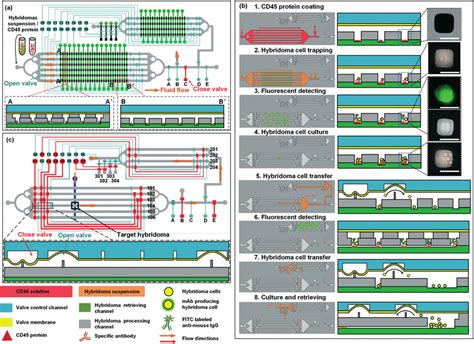 The Operation Workflow And Valve Setup Of The Shs Chip In A Two Round Download Scientific