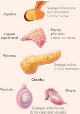 Sistema Glandular