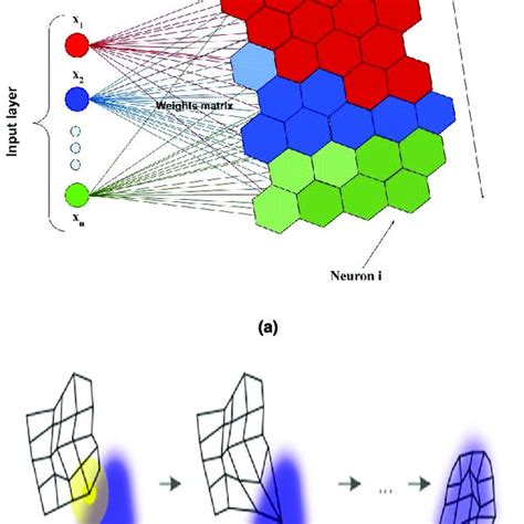 a self organizing feature maps architecture b topology of sofm