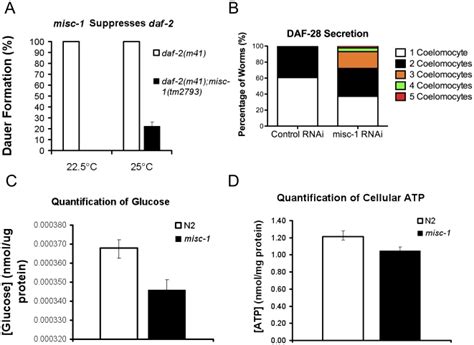 A We Assessed Genetic Interactions Between Misc 1 And The Hypomorphic Download Scientific