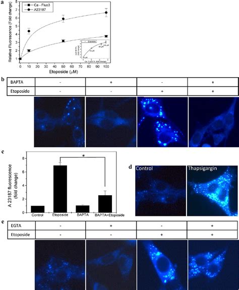 Intracellular Calcium Release Induces I Bodies” Formation A The