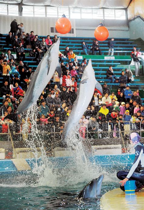 환상의 돌고래 쇼