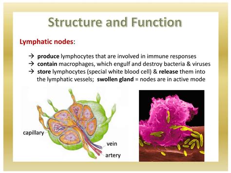 PPT Lymphatic System PowerPoint Presentation Free Download ID