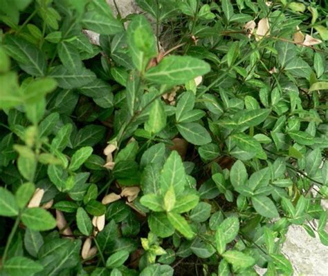 速铺扶芳藤图册 360百科
