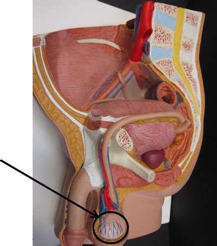 Unit Anatomy Flashcards Quizlet