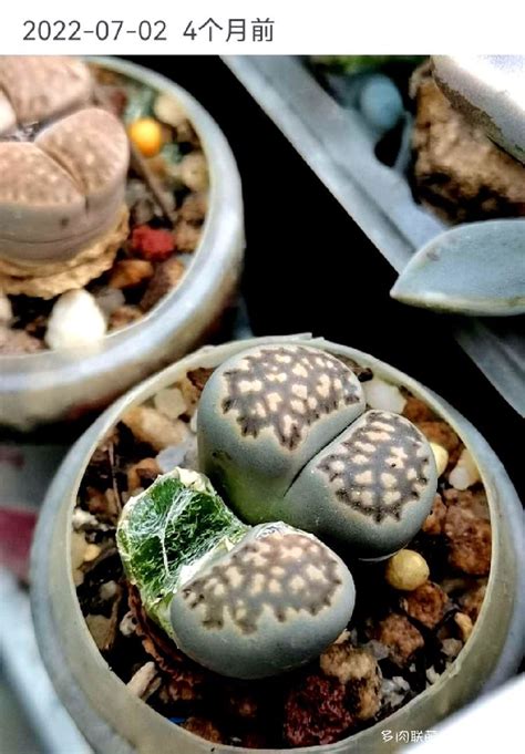 长得像屁屁的生石花 多肉联萌