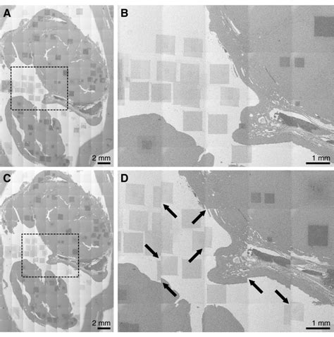 Rapid Setup Of Tissue Microarray And Tiled Area Imaging On The