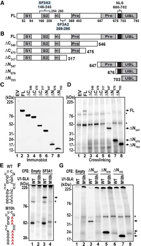 Identification Of A Noncanonical Rna Binding Domain In The U2 Snrnp Protein Sf3a1