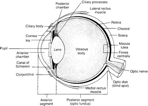 37 Ophthalmologic And Auditory Disorders Nurse Key