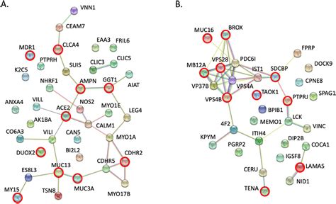 Protein Interaction Analysis The String Database Download