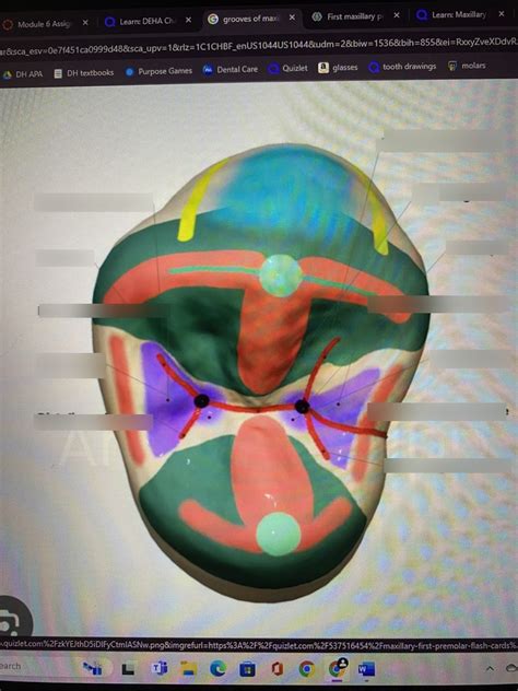 Maxillary First Premolar Pits Grooves Fossa Diagram Quizlet