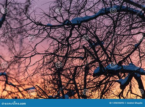 Naked Branches On A Tree Against A Sunset Sun Stock Image Image Of Forest Autumn 139694095